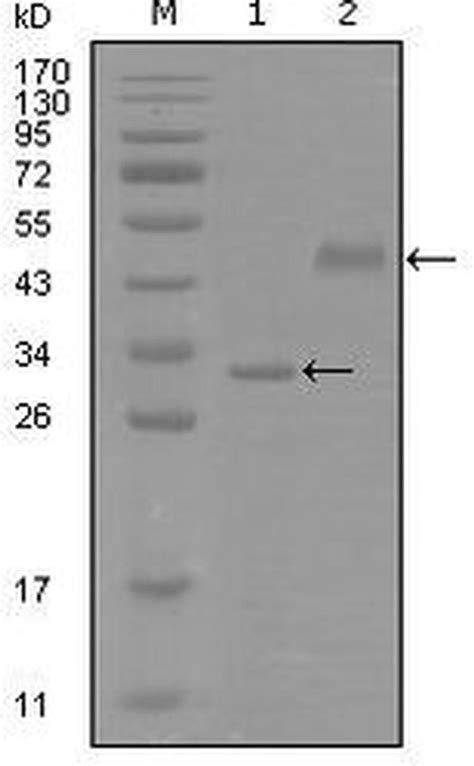 Sox2 Monoclonal Antibody 10f10c9 Ma5 15449