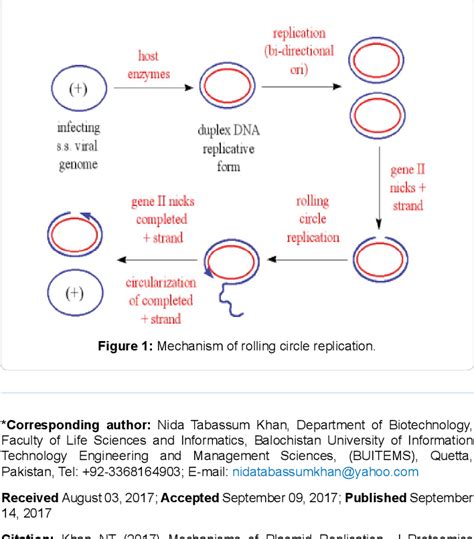 Figure 1 From Mechanisms Of Plasmid Replication Semantic Scholar