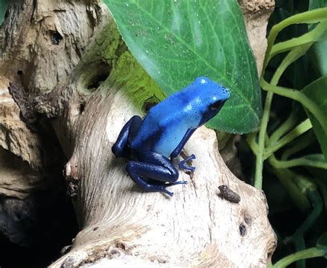 Dendrobates Tinctorius Azureus