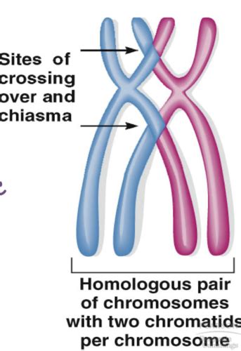 Chapter 7 Linkage Recombination And Eukaryotic Gene Mapping Part One Flashcards Quizlet