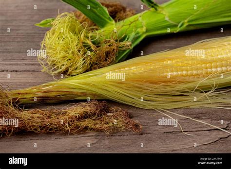 Ear Of Corn At Blister Growth Stage Grain Fill Corn Farming