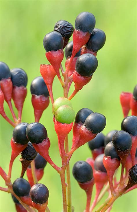 Sassafras Fruit Prairie Garden Trust