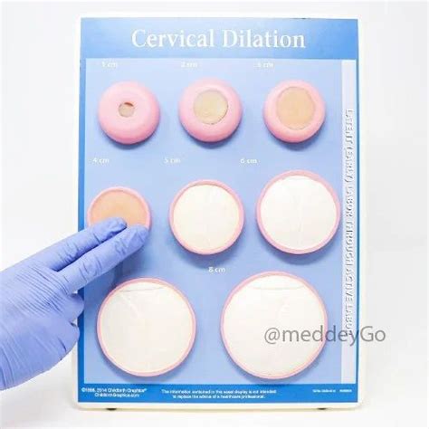 Pvc Cervical Dialation Model At ₹ 29660piece In New Delhi Id