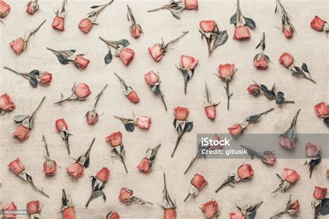 꽃 발렌타인 데이 구성 회색 배경에 분홍색 장미로 만든 프레임 플랫 레이 상단 보기 복사 공간 0명에 대한 스톡 사진 및 기타 이미지 Istock