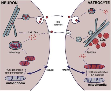 Neuron Astrocyte Metabolic Coupling During Neuronal Stimulation Protects Against Fatty Acid