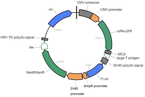 Whole Plasmid Sequencing Molecular Cloning Laboratories Mclab