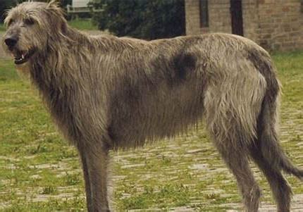 爱尔兰猎狼犬太瘦原因 美侍宠物