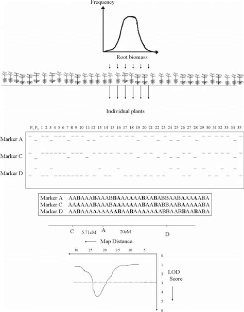 Linkage Mapping Based Quantitative Trait Loci Qtl Analysis For