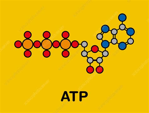 Adenosine Triphosphate