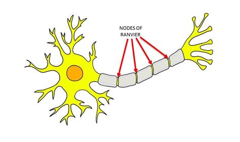 Nodes Of Ranvier Definition