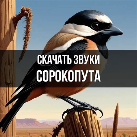 Звук сорокопута скачать бесплатно на Zvukogram
