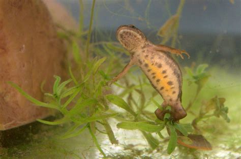 Smooth Newt Female Laying An Egg Native Species Weekend May 2012