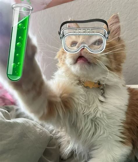 For20science20cat20meme Free Meme Templates Download