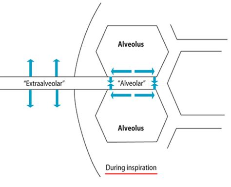 Pulm Exam Pulmonary Circulation Flashcards Quizlet