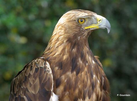 Aquila chrysaetos (Linnaeus, 1758) - Aigle royal-Description, fiches ...