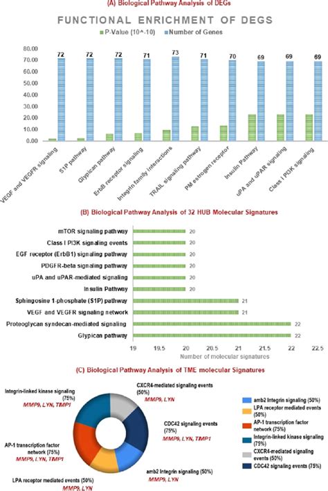 Significantly Enriched Biological Pathway Analysis A Top 10 Download Scientific Diagram