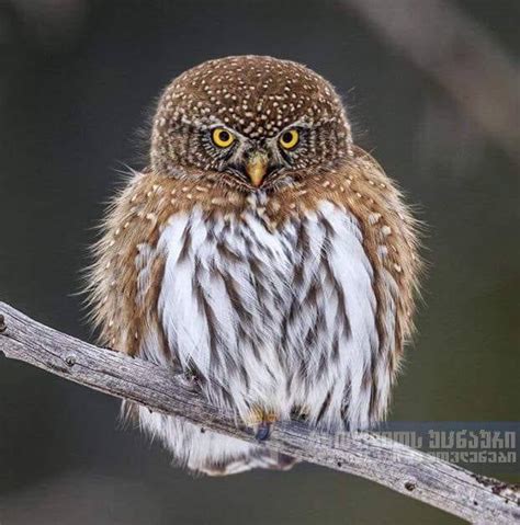 ფილმი თუ ცხოვრება