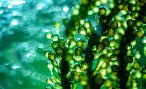 Biorreactores De Algas Nuevos árboles Biomecánicos Para Las Ciudades