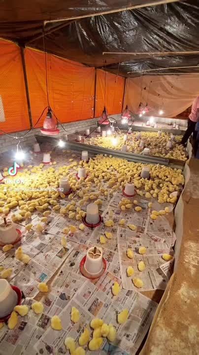 Agricultureandyoung Chickenfarming Agriculture And Young