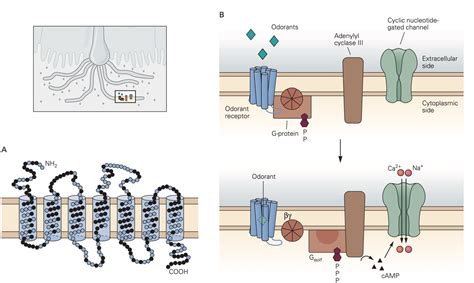 Sensory Receptors Physiology