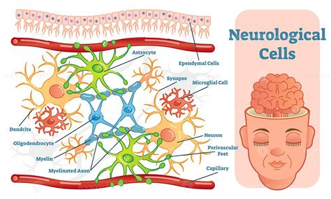 Neurological Cells Vector Illustration Diagram Vectormine