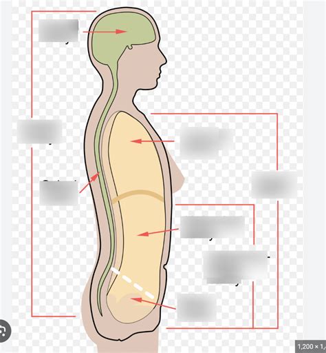 Bio 212 Unit One Activity One Body Cavities Diagram Quizlet