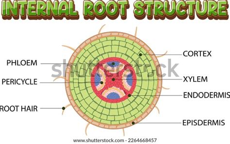 Internal Structure Root Diagram Illustration Stock Vector Royalty Free