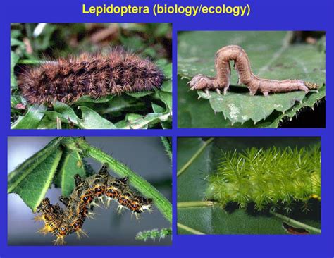 Ppt Order Lepidoptera Powerpoint Presentation Free Download Id4529172