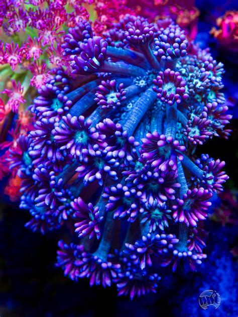 Wwc 2024 Fall Flash Sale September 20th 6 10pm Et Page 42 Reef2reef