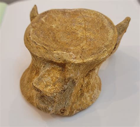 Identify Dino Bones Fossil Id The Fossil Forum