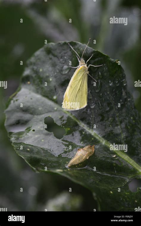 Pieris Brassicae Large White Butterfly Recently Hatched And Empty