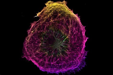 36 Facts About Microfilaments