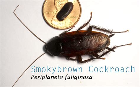 Why Should Homeowners Be Concerned With Smokybrown Cockroaches