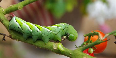 The Biggest Tomato Plant Pests And How To Get Rid Of Them