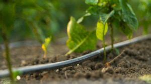 How To Install A DIY Drip Irrigation System In Easy Steps