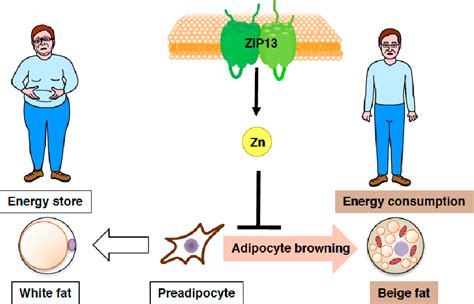 Figure 5 From Role Of Zinc Homeostasis In The Pathogenesis Of Diabetes And Obesity Semantic
