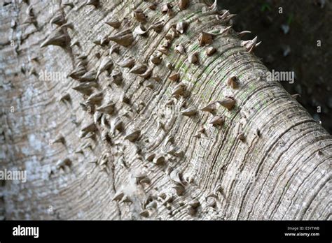 Tree With Spikes Growing Out Of It Stock Photo Alamy