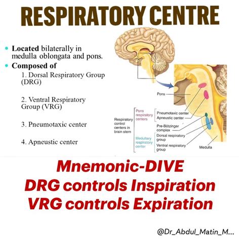 Respiratory Centre Mnemonic Dive Drg Controls Inspiration Vrg Controls