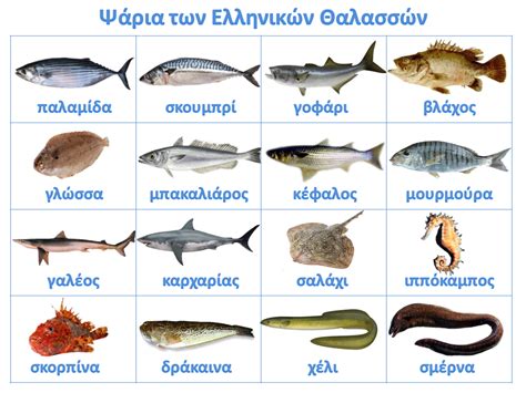 Νηπιαγωγός για πάντα Ζώα της Θάλασσας Πίνακες Αναφοράς Summer Theme Summer Activities