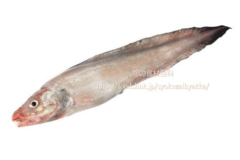 写真で見るシロゲンゲ白げんげゲンゲ旬の魚介百科