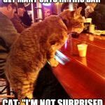 Cat Bar Drinking Blank Template Imgflip