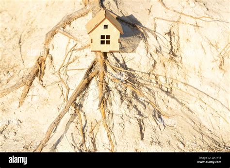 Tree Roots Coming From A Small Toy House Outdoors Damage From Aggressive And Invasive Plants