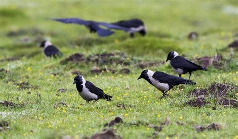 美丽的 达乌里寒鸦 每日头条