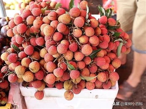 荔枝新品種南島無核坐果率較高不宜環剝控梢 每日頭條