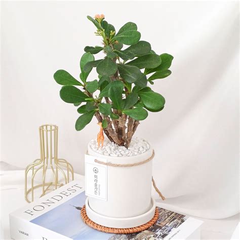 식물 꽃기린 대형 다육이 다육식물 선인장 오늘의집 쇼핑