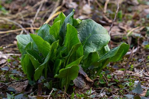 뻐꾸기 또는 Arum Maculatum 화살표 모양의 잎 가족 Araceae의 삼림 유독 식물 화살표 모양의 나뭇잎입니다 다른