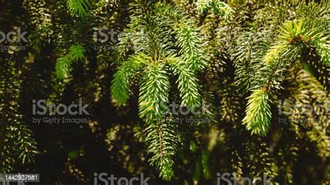 크리에이 티브 레이아웃 크리스마스 트리 분기의 만든입니다 플랫이 하다 자연 새 해 개념입니다 0명에 대한 스톡 사진 및 기타