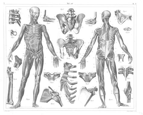 Human Body Muscles Sketch