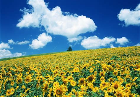 배경 화면 해바라기 들 하늘 구름 여름 기분 1920x1340 4kwallpaper 1069168 배경 화면 Wallhere