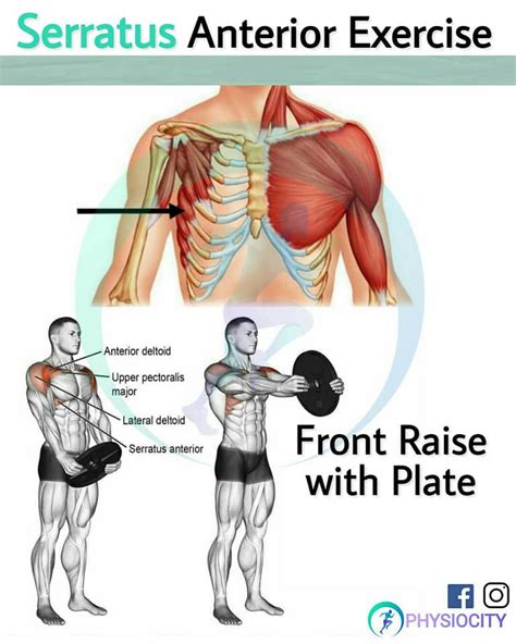 Serratus Anterior Bodybuilding Anatomy Of Serratus Anterior Muscle
